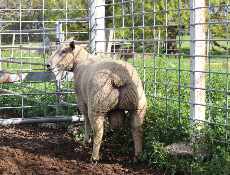 Lot 2 - VORTEX RAM CH402 TW | AuctionsPlus