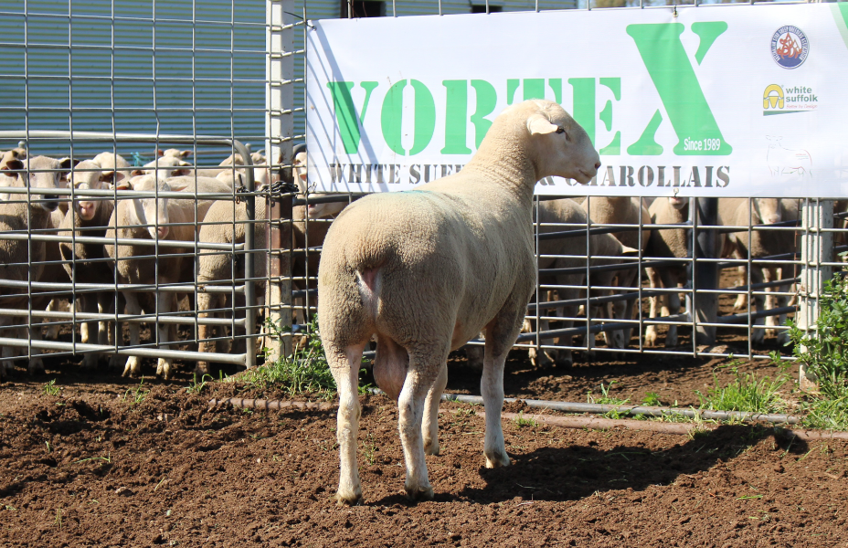 Lot 28 - VORTEX RAM WS102 | AuctionsPlus