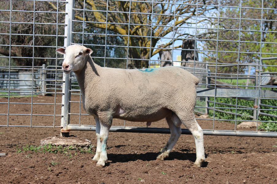 Lot 68 - VORTEX RAM WS242 TW | AuctionsPlus