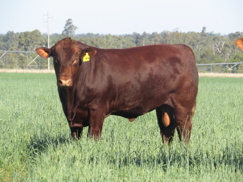 Lot 44 - MARELLAN AXEL ROD (P) | AuctionsPlus