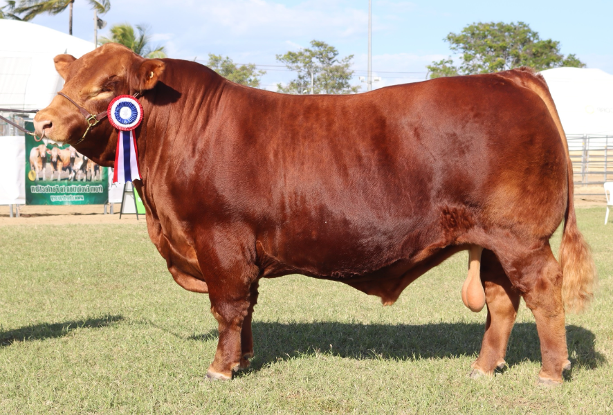 Lot 11 - Oakwood Cutright | AuctionsPlus