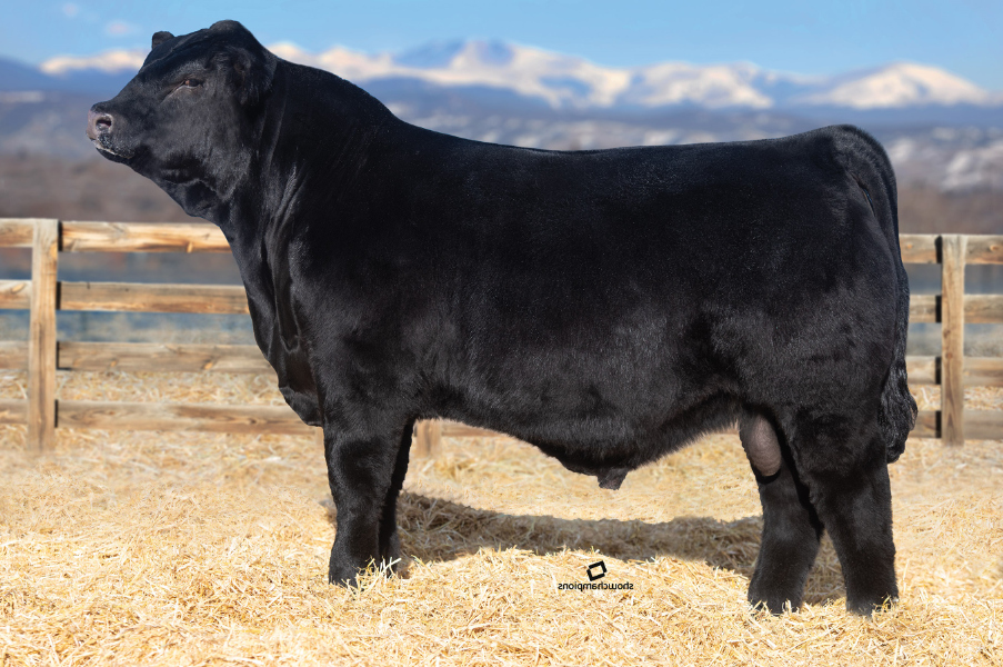 Lot 14 - Cole Genius | AuctionsPlus