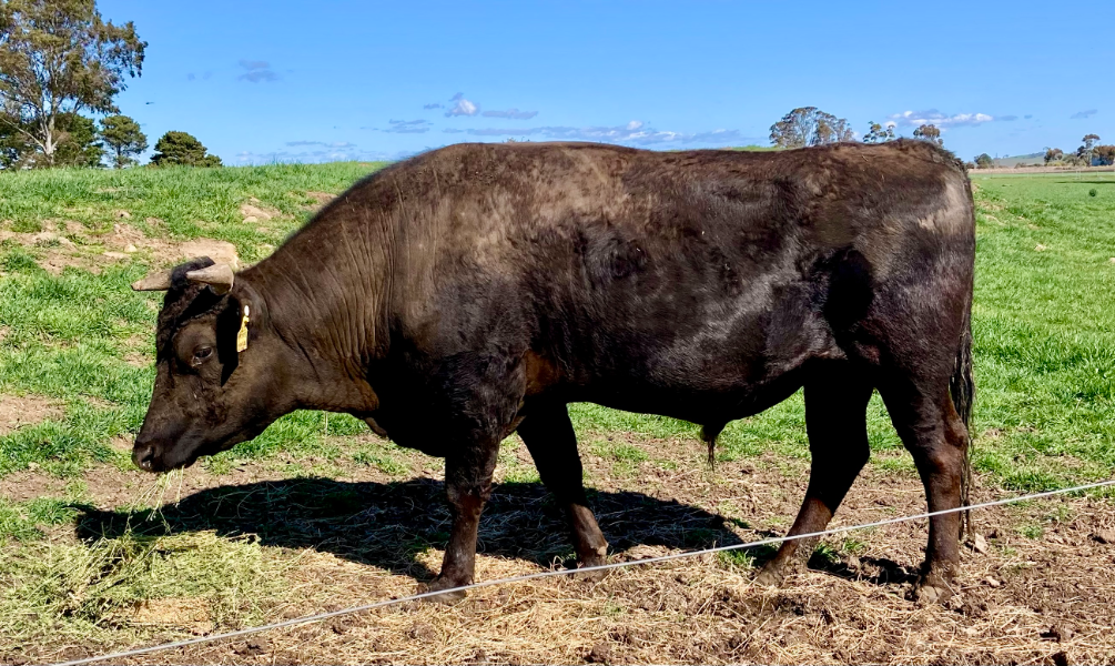 Lot 38 - 10X SEMEN STRAWS Lisheen S10 | AuctionsPlus