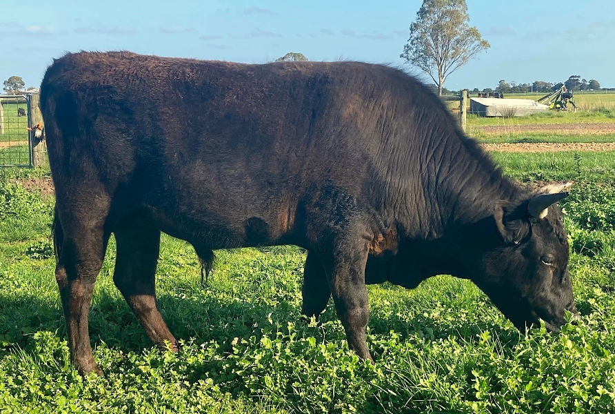 Lot 69 - Lisheen Shigeshigetani T1102 | AuctionsPlus