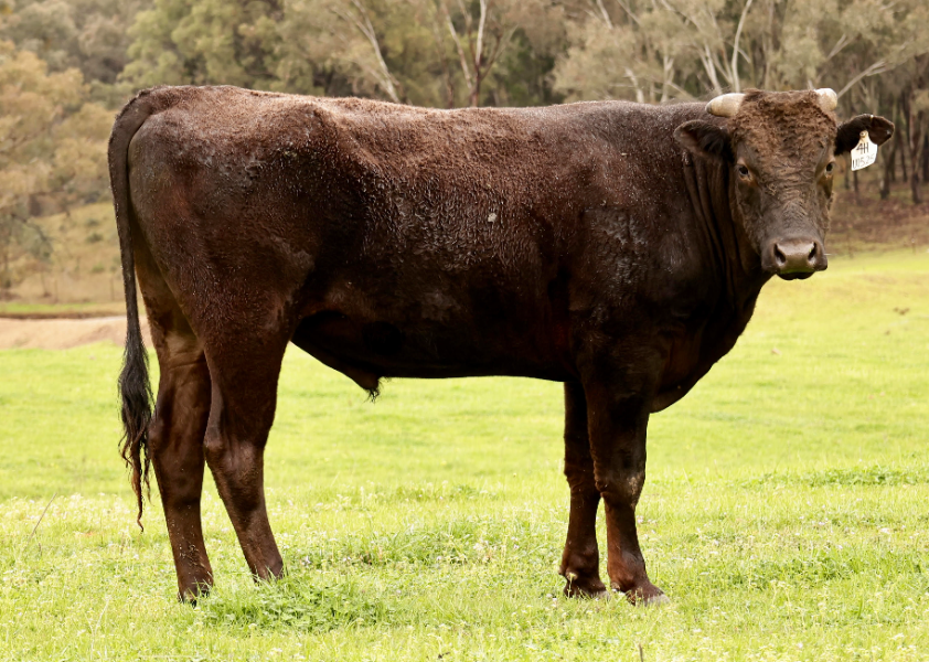 Lot 74 - Bald RIdge Bond 1525 | AuctionsPlus