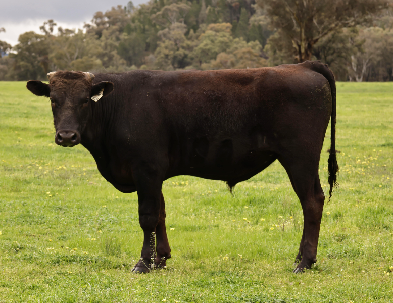 Lot 78 - Bald Ridge United U1534 | AuctionsPlus