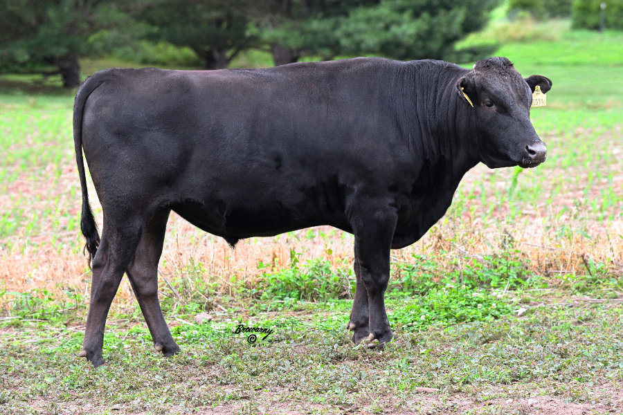 Lot 18 - 10X SEMEN STRAWS SYNERGY JNR SUPERIOR S594 (ET) | AuctionsPlus