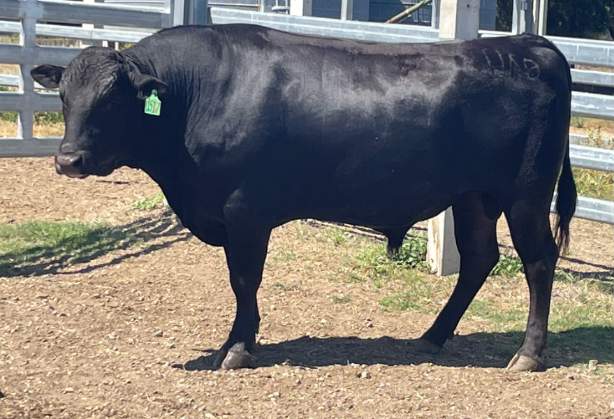 Lot 107 - Jemalong Pastoral Sunny U517 | AuctionsPlus