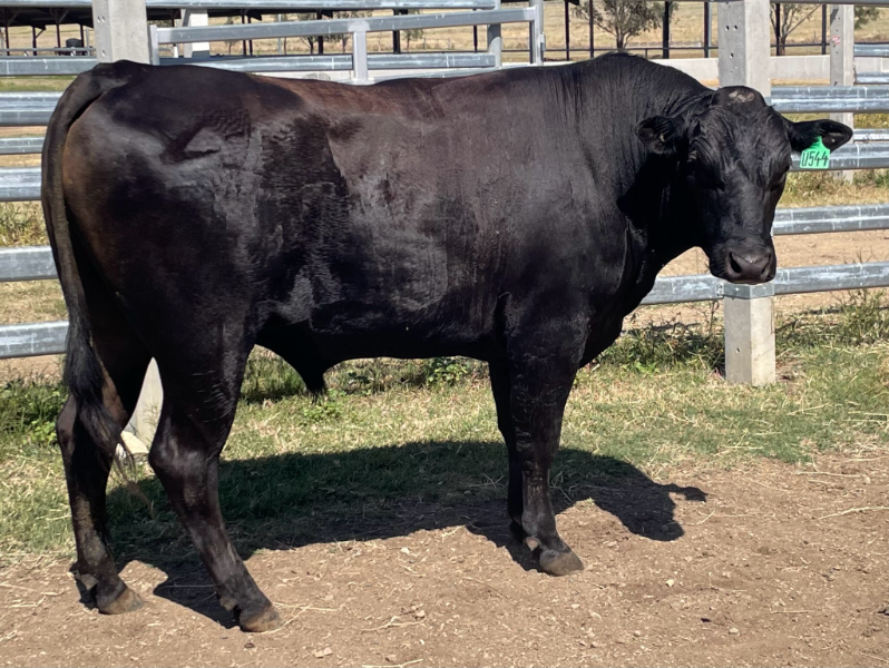 Lot 108 - Jemalong Pastoral Bond U544 | AuctionsPlus