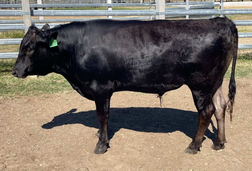 Lot 104 - Jemalong Pastoral Gold Digger V610 | AuctionsPlus