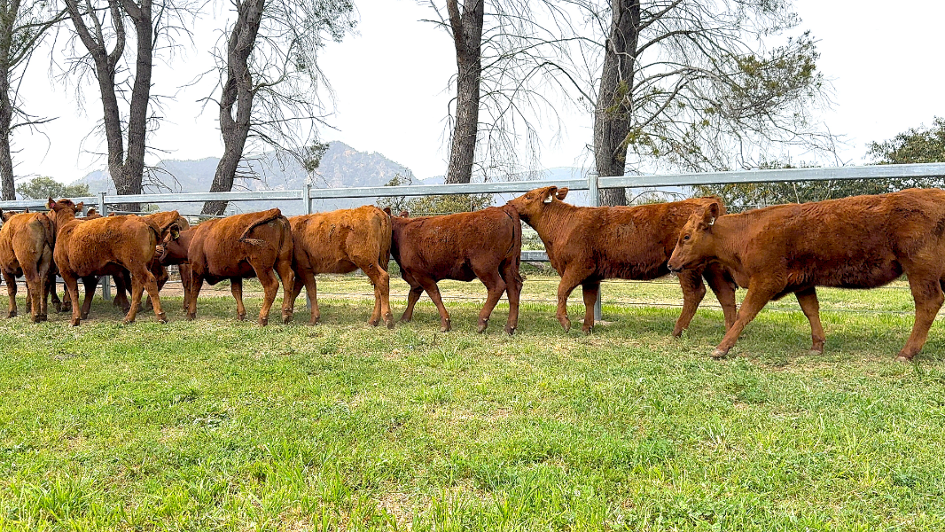 Lot 10A - 11 Red Angus Heifers | AuctionsPlus