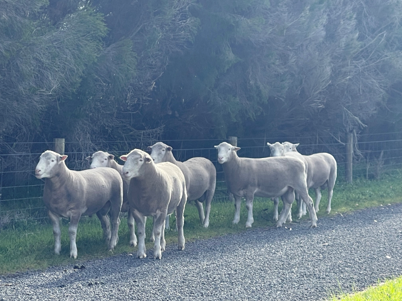 Lot 29 - Poll Dorset Flock Ram: 240174 | AuctionsPlus