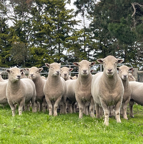 Lot 169 - Southdown Flock Ram: SD240102 | AuctionsPlus