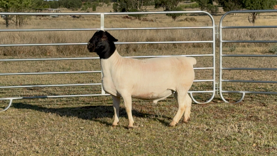 Lot 12 - SMIT DORPER 240399 | AuctionsPlus