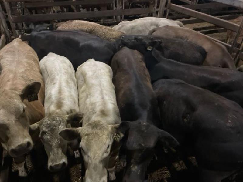 Pen 162-N - 11 Murray Grey Heifer 321.80kg (Total weight: 3540kg ...