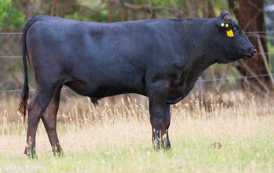Lot 29 - 100X SEMEN STRAWS HARMONY MR AWESOME U38 (ET) | AuctionsPlus