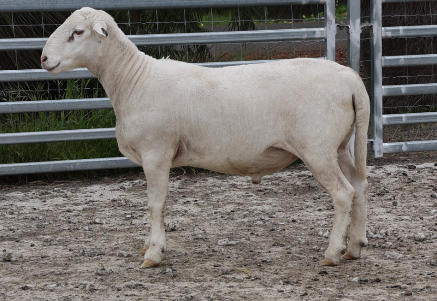 Lot 51 - ROCKWELL FARM V070 | AuctionsPlus