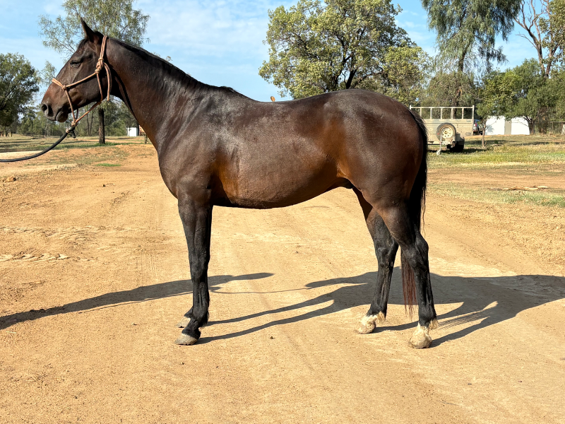 Lot 24 - HAWKEYE | AuctionsPlus
