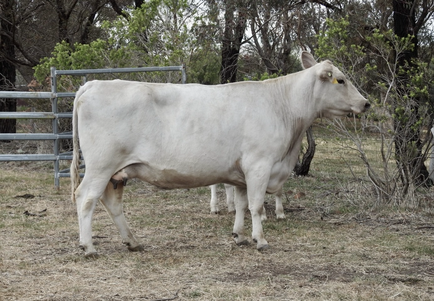 Lot 15 - CRATLOE R11 | AuctionsPlus