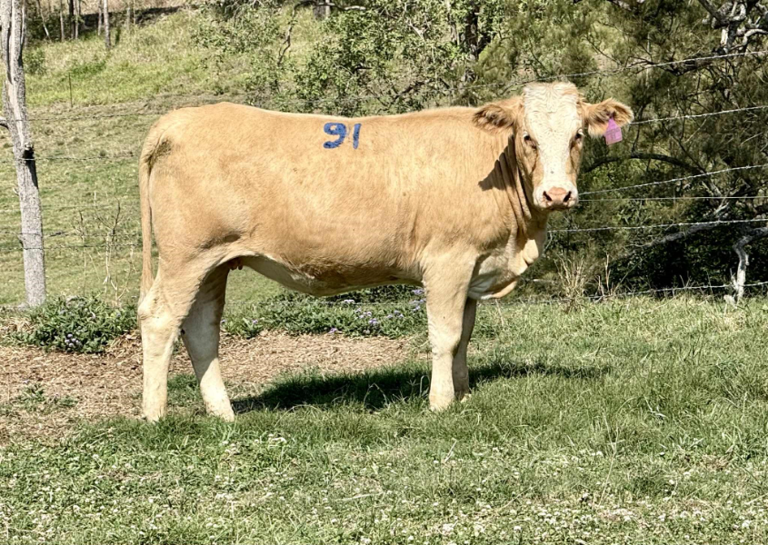 BRISBANE VALLEY P91 | AuctionsPlus