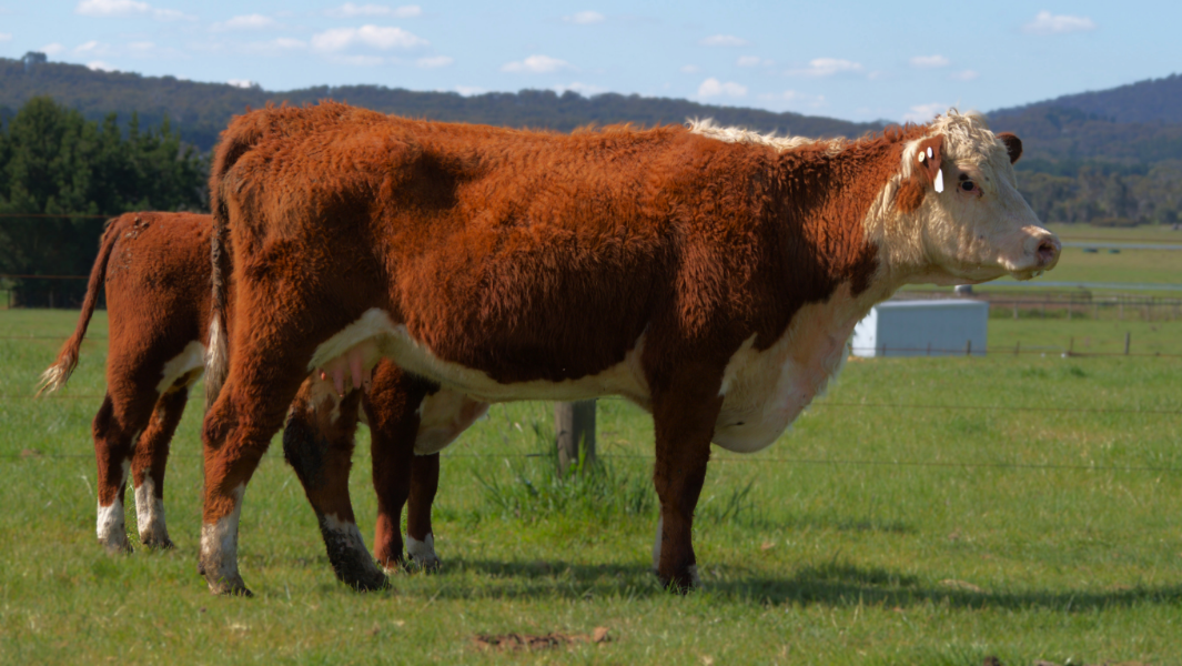 Lot 22 - HAVEN GROVE CORISANDE T002 (AI) (P) | AuctionsPlus