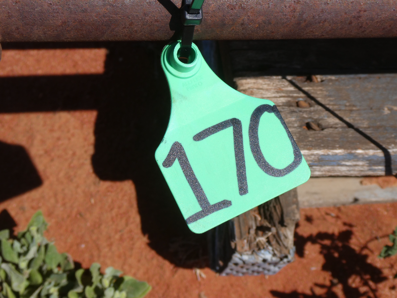 Lot 170 - ANTIQUE OVERHEAD SHEARING PLANT | AuctionsPlus