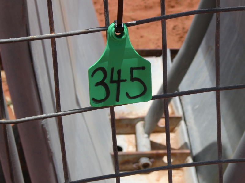 CALF CRADLE ON STAND | AuctionsPlus