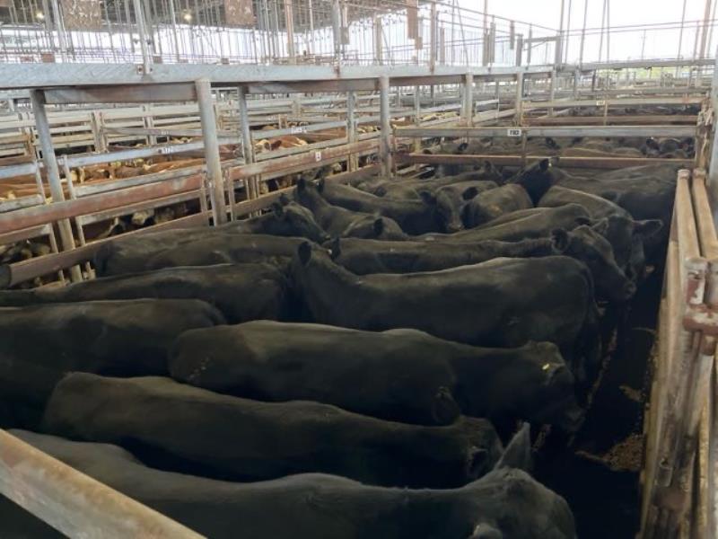 Pen 193/N - 20 Angus Weaner Heifers 326.30kg (Total weight: 6525kg ...