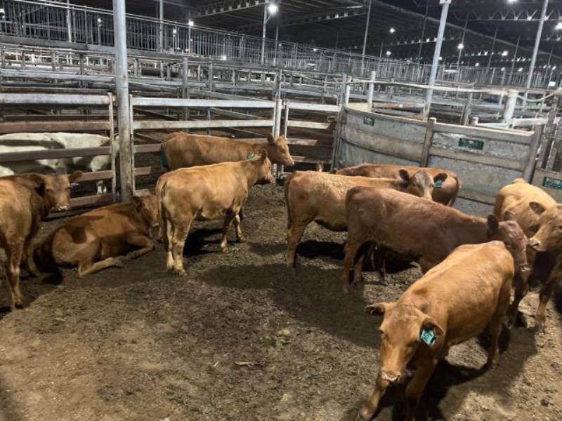 Pen 516/N - 9 Red Angus Heifer 202kg (Total weight: 1818kg) | AuctionsPlus