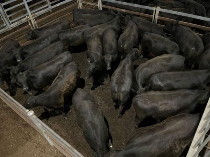 23 Angus Steer 563.90kg (Total weight: 12970kg) | AuctionsPlus