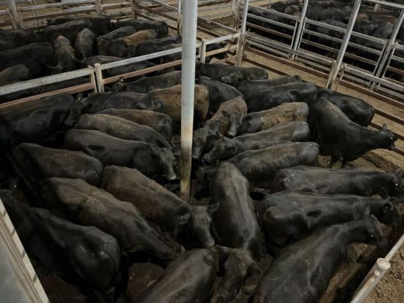 26 Angus Grown Steers 467.90kg (Total weight: 12165kg) | AuctionsPlus