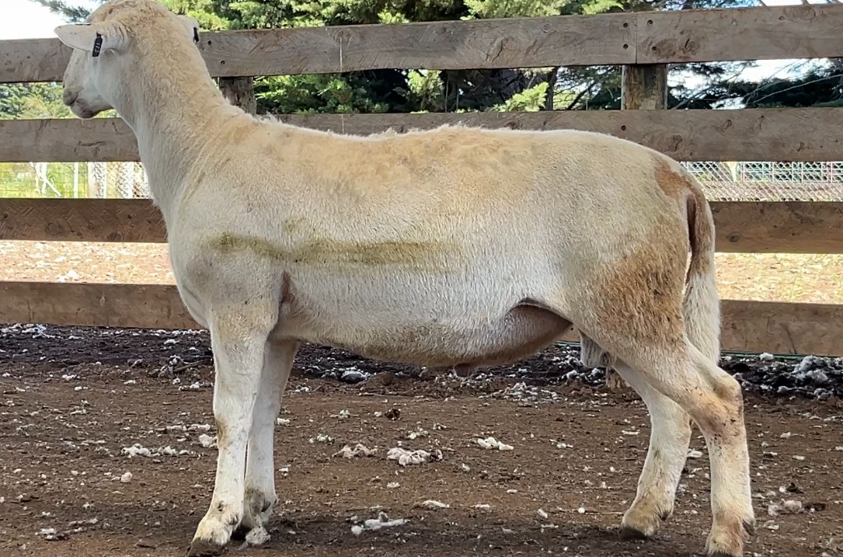 Lot 11 - LOW FOOTPRINT LAMB 240173 | AuctionsPlus