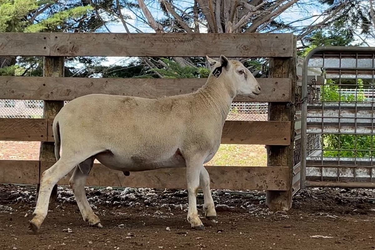 Lot 12 - LOW FOOTPRINT LAMB 240336 | AuctionsPlus
