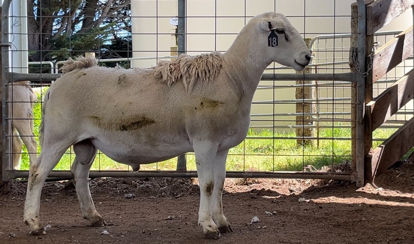 Lot 18 - LOW FOOTPRINT LAMB 240751 | AuctionsPlus
