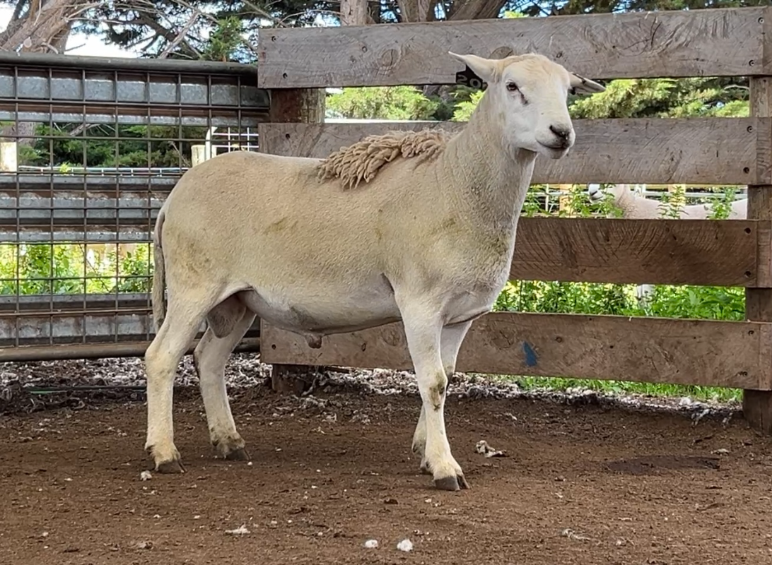 Lot 20 - LOW FOOTPRINT LAMB 240007 | AuctionsPlus