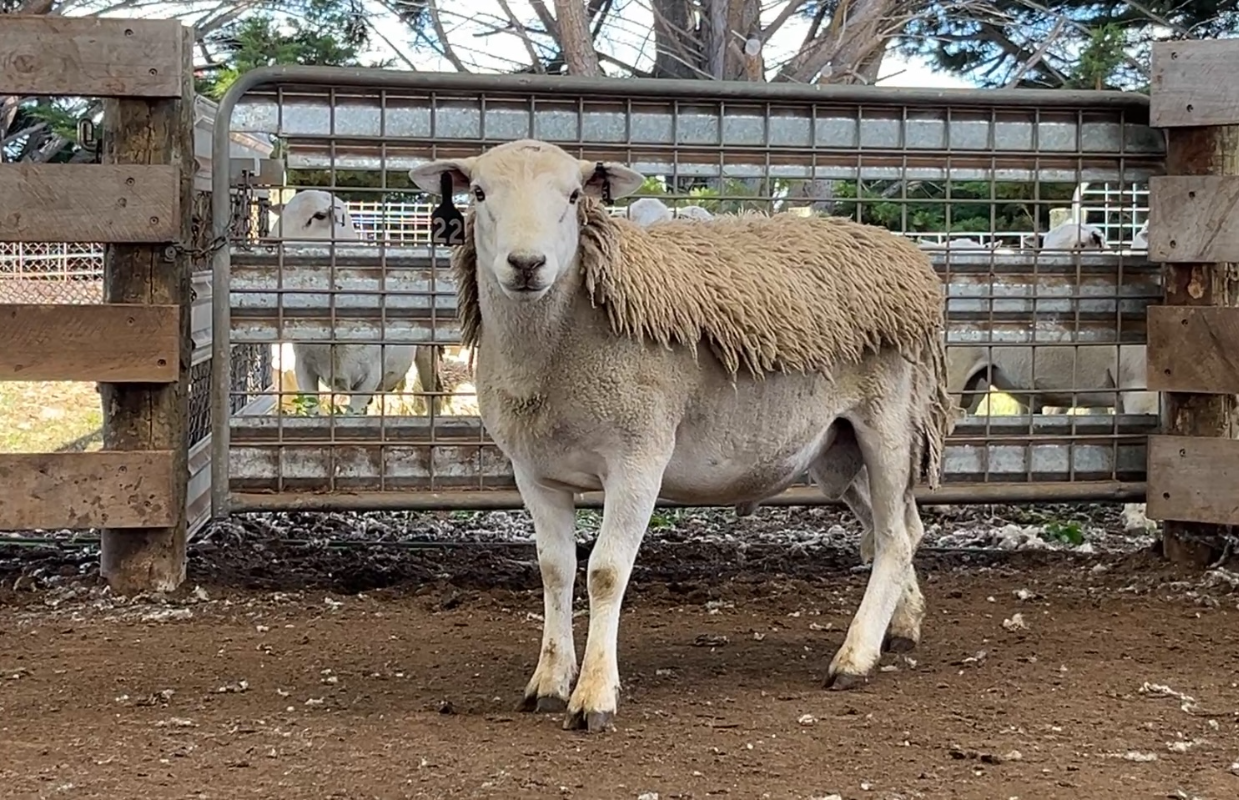 Lot 22 - LOW FOOTPRINT LAMB 241113 | AuctionsPlus