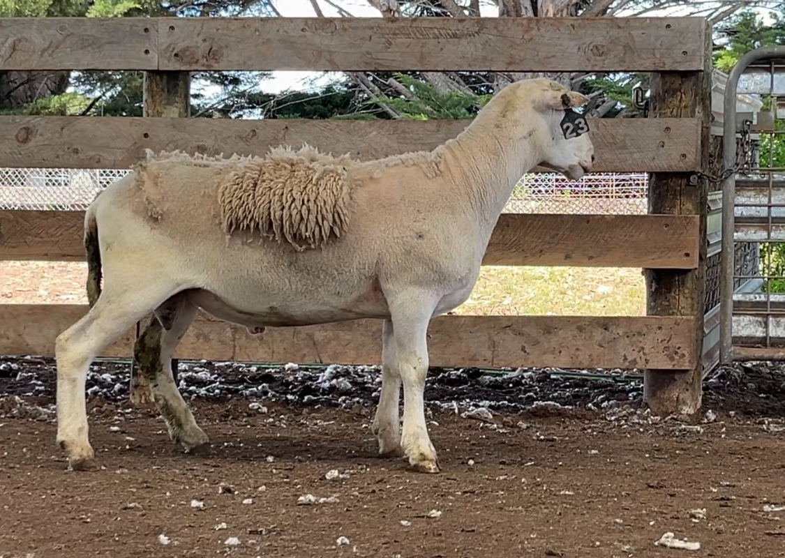 Lot 23 - LOW FOOTPRINT LAMB 241008 | AuctionsPlus