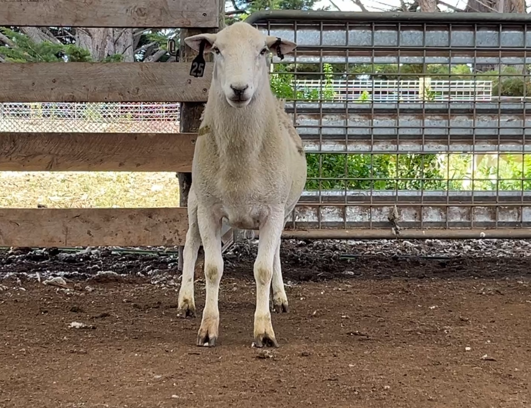 Lot 25 - LOW FOOTPRINT LAMB 241086 | AuctionsPlus