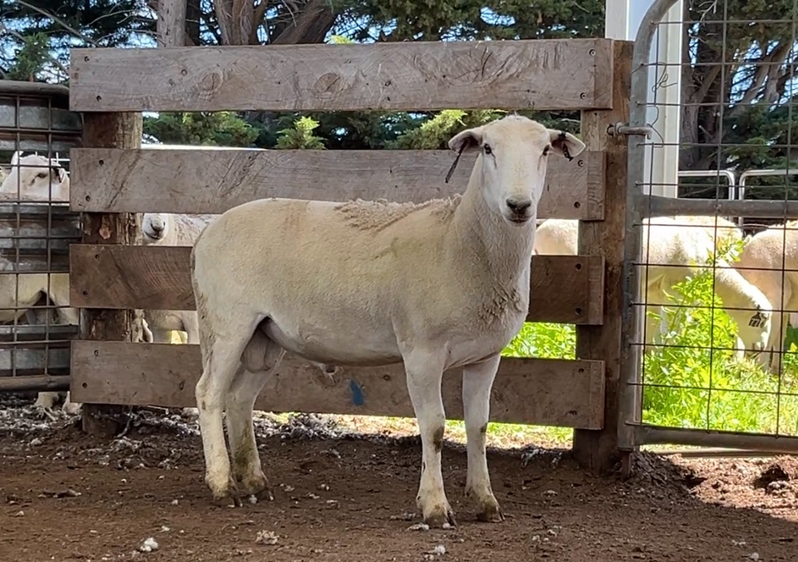 Lot 26 - LOW FOOTPRINT LAMB 241179 | AuctionsPlus