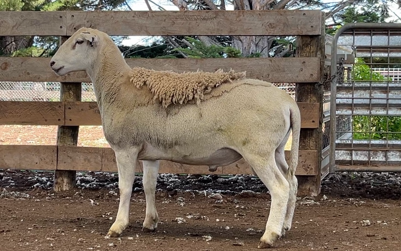 Lot 27 - LOW FOOTPRINT LAMB 240932 | AuctionsPlus