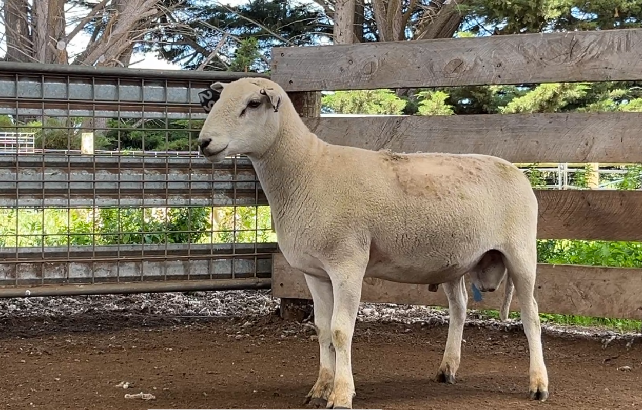 Lot 29 - LOW FOOTPRINT LAMB 241034 | AuctionsPlus