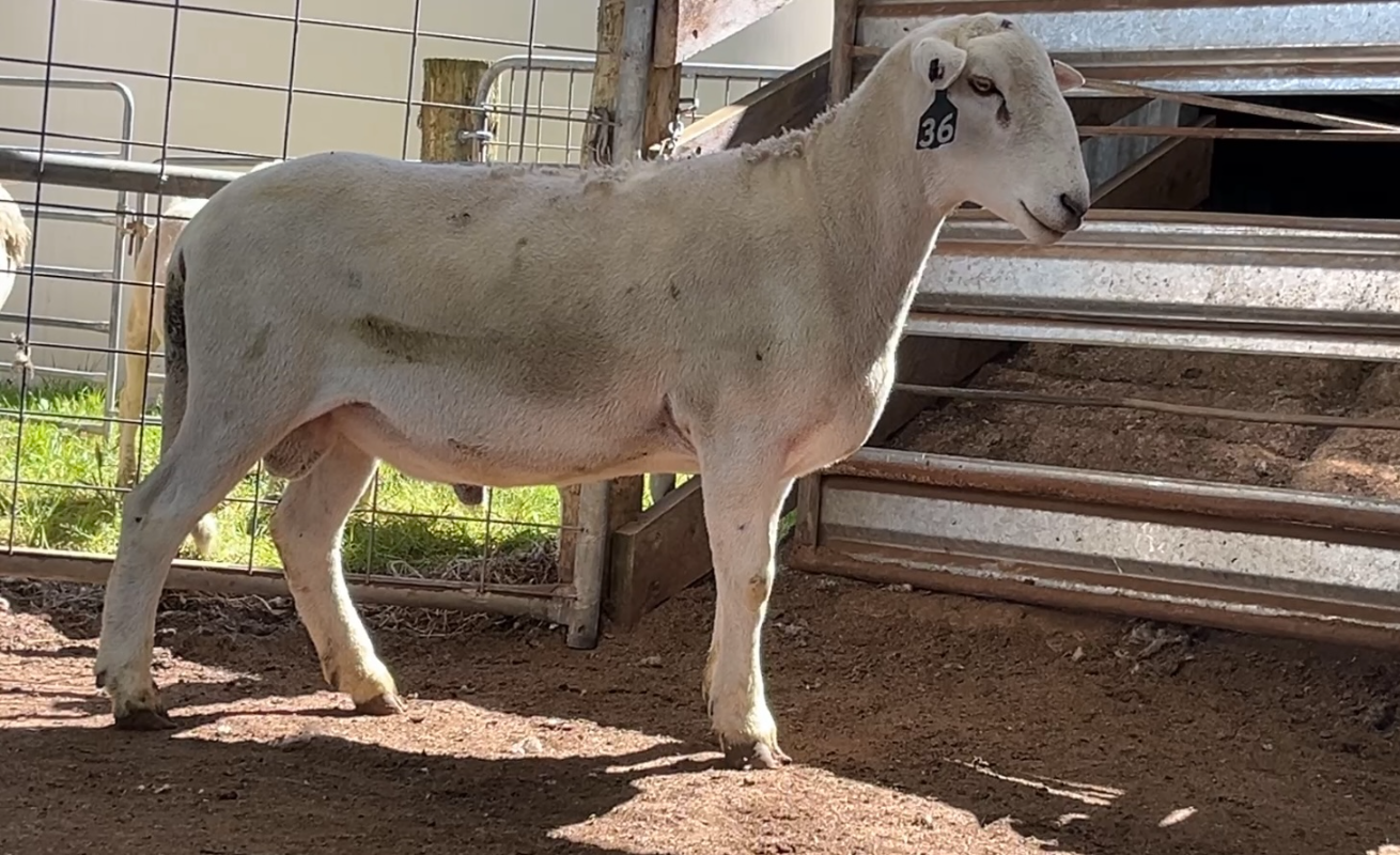 Lot 36 - LOW FOOTPRINT LAMB 240245 | AuctionsPlus