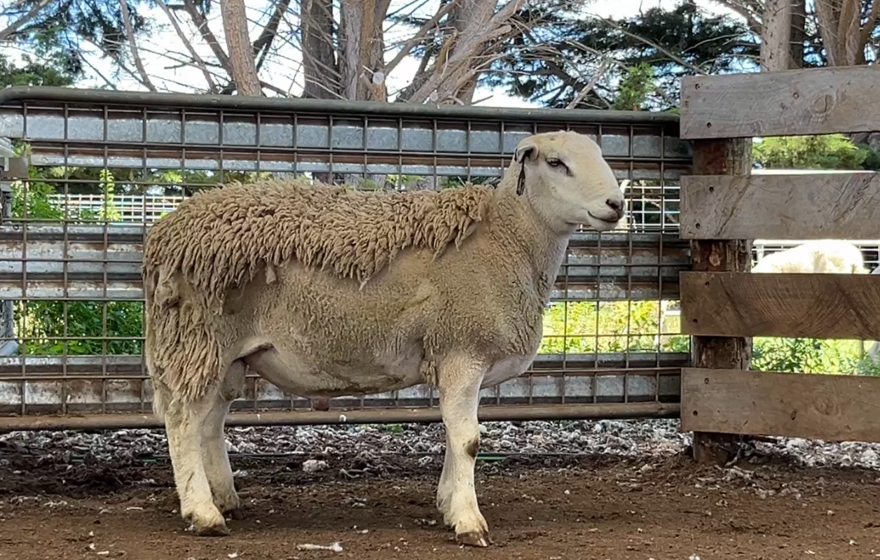 Lot 42 - LOW FOOTPRINT LAMB 240637 | AuctionsPlus