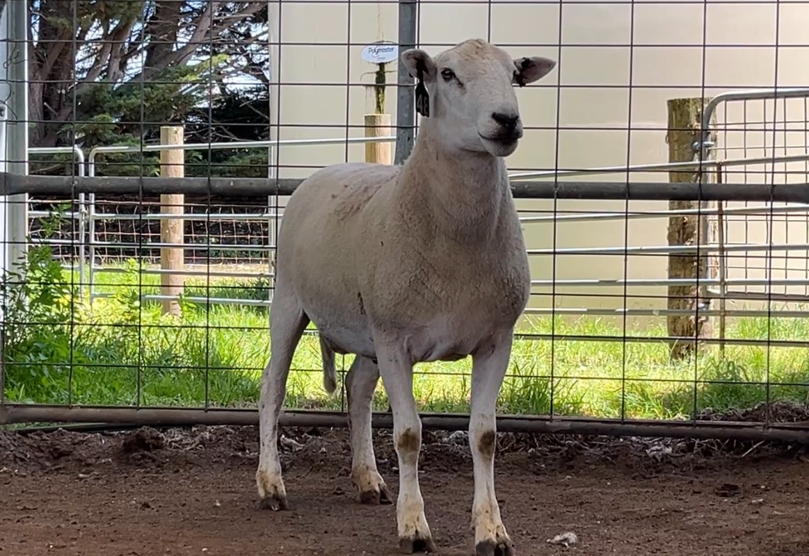 Lot 48 - LOW FOOTPRINT LAMB 240181 | AuctionsPlus