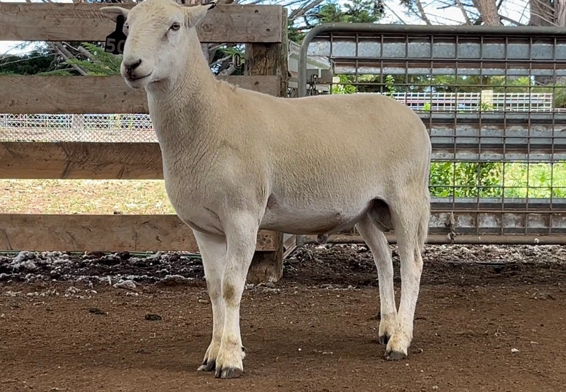 Lot 50 - LOW FOOTPRINT LAMB 240574 | AuctionsPlus