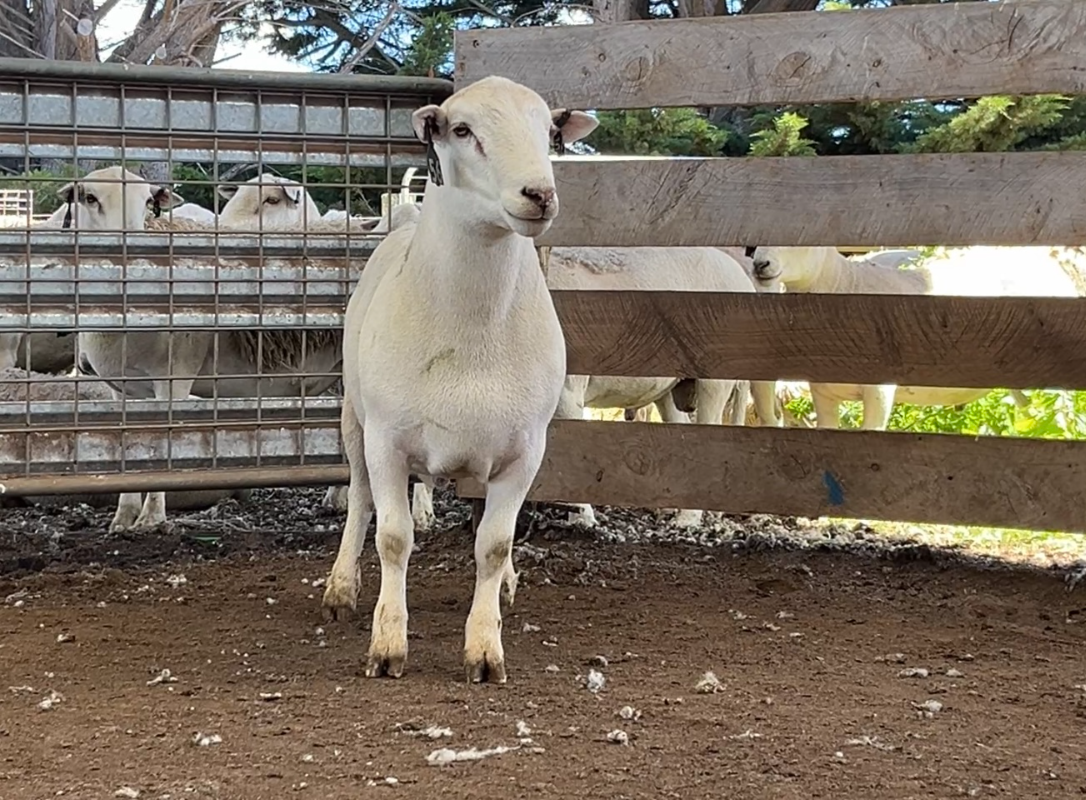 Lot 56 - LOW FOOTPRINT LAMB 241121 | AuctionsPlus