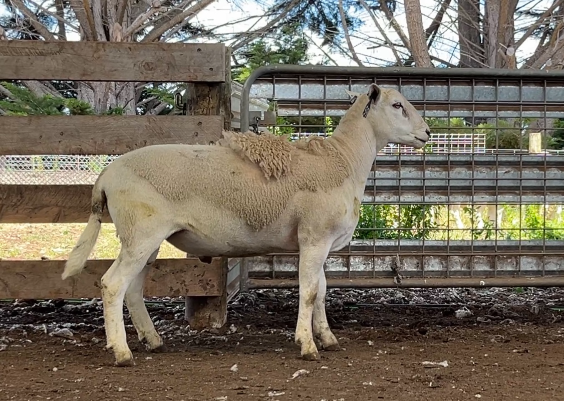 Lot 59 - LOW FOOTPRINT LAMB 241147 | AuctionsPlus