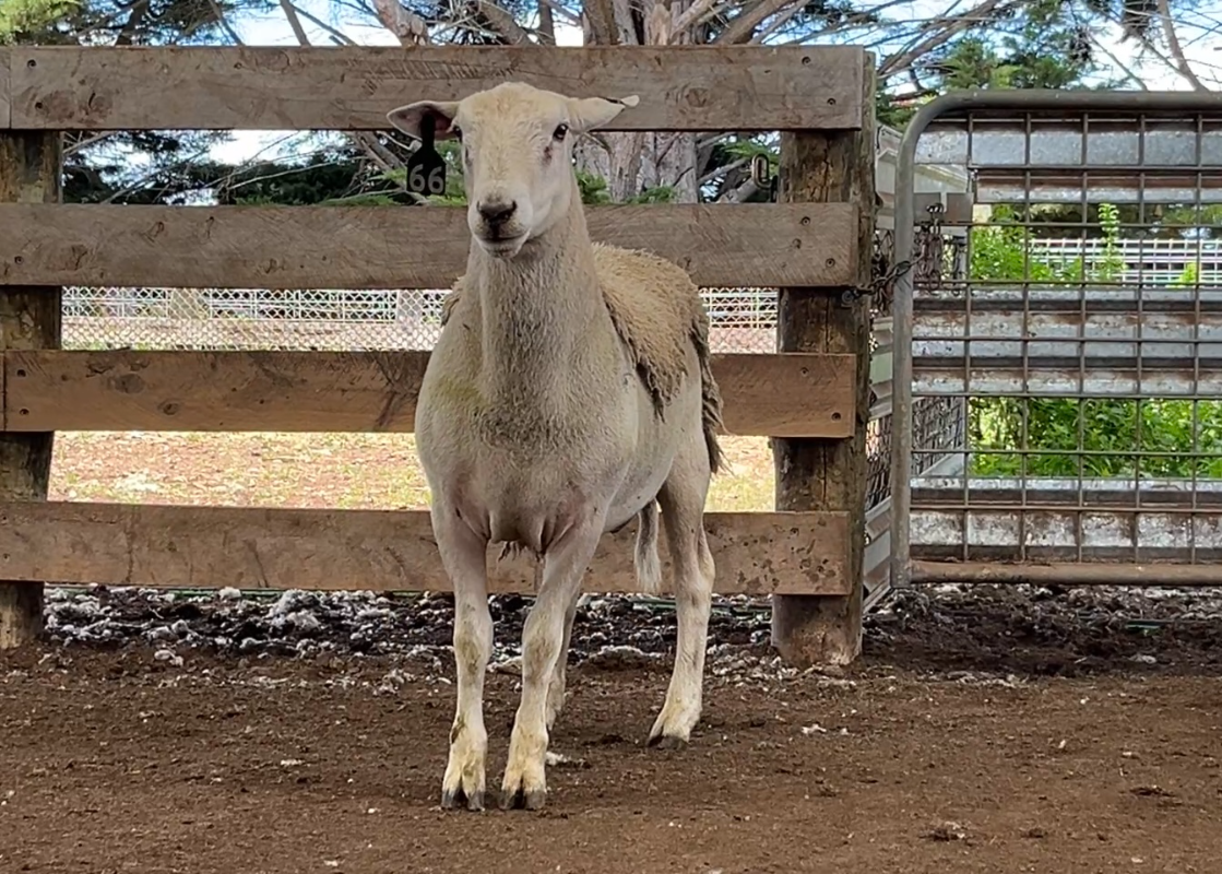 Lot 66 - LOW FOOTPRINT LAMB 241125 | AuctionsPlus