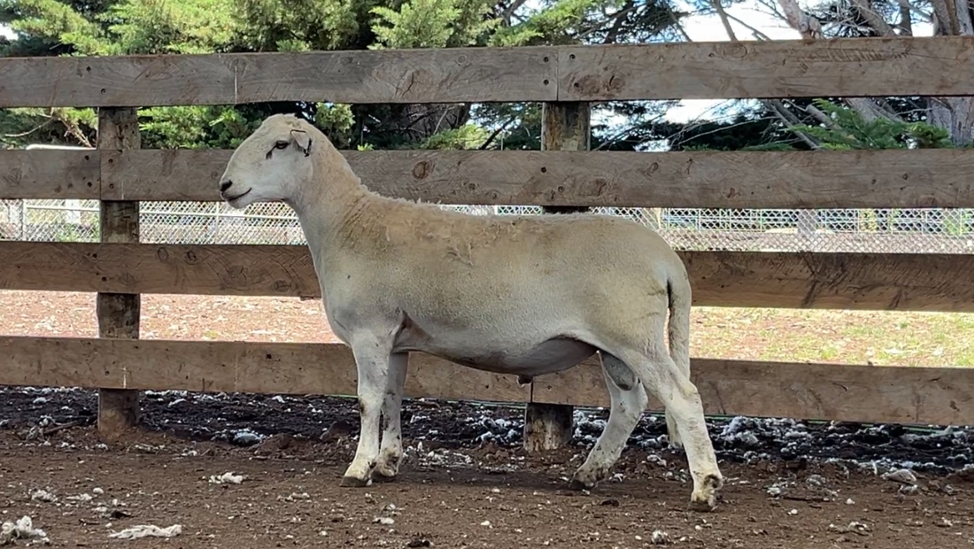 Lot 67 - LOW FOOTPRINT LAMB 241040 | AuctionsPlus