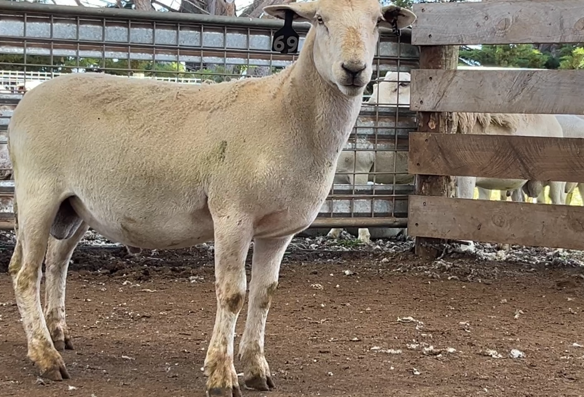 Lot 69 - LOW FOOTPRINT LAMB 241112 | AuctionsPlus